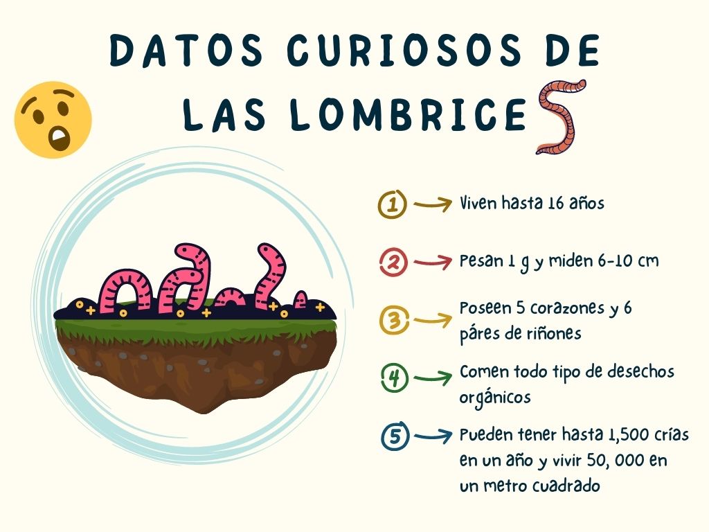 Lombrices: un mundo bajo nuestros pies - Vortice